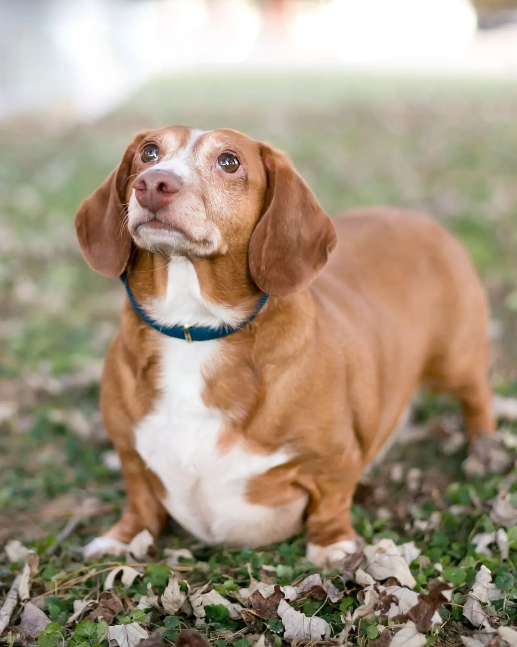 ¿Qué hacer con el sobrepeso de mi perro? - ERA Pet Food